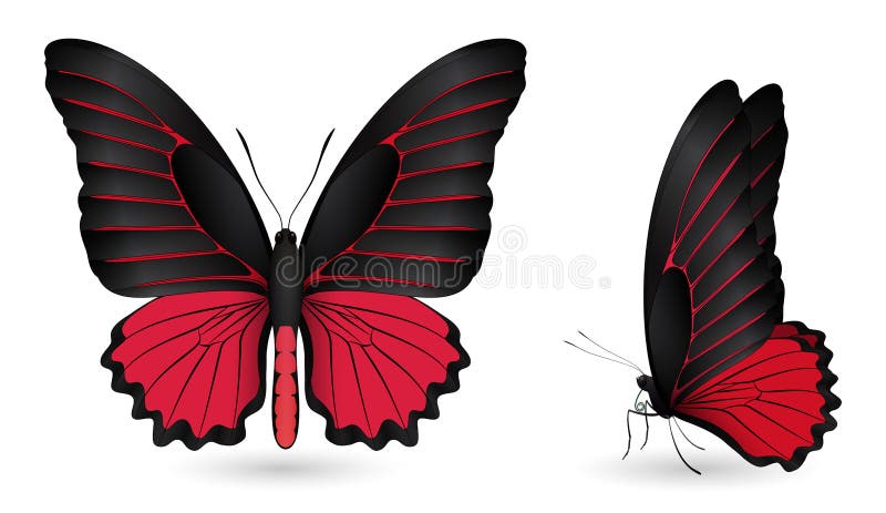 Set of Colorful Butterflies. Front and Side View Stock Vector ...