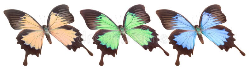 Set of Colorful Butterflies Isolated on a White Background Stock Photo ...