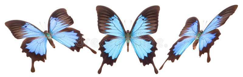 Set of Colorful Butterflies Isolated on a White Background Stock Photo ...