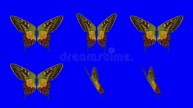 A Set of Colorful Butterfly Wings Waving in Different Speed and Angles ...