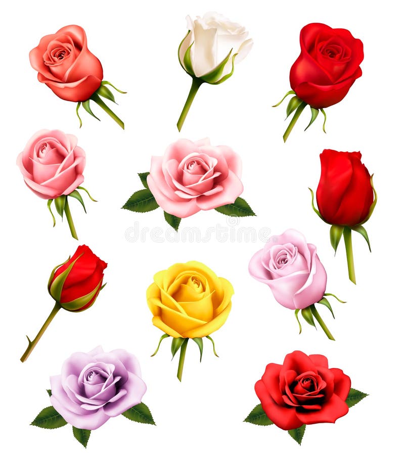 Vector Rose Horizontal Vignette Isolated on Backgr Stock Vector ...