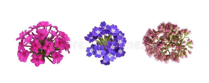 Set of Colorful Flowers Isolated Stock Image - Image of phlox, bundle ...