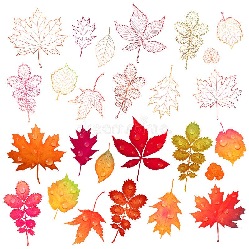 Set of Colorful Leaves Vector Stock Vector - Illustration of green ...