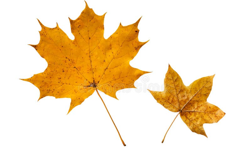 Set of Colorful Maple Leaves on White Stock Image - Image of isolated ...