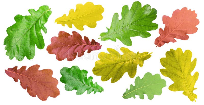 Set of Colorful Oak Leaves. File Contains Clipping Paths Stock Image ...