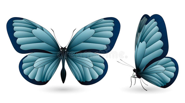 Monarch Butterfly Side View Stock Illustrations 270 Monarch Butterfly