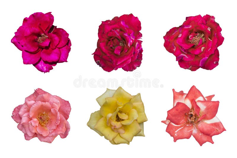 Set of Colorful Rose Flowers Isolated on White Background Stock Image ...