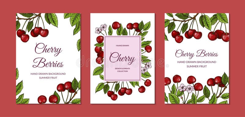 Set of Colorful Vertical Cherry Designs. Vector Illustration in Colored ...