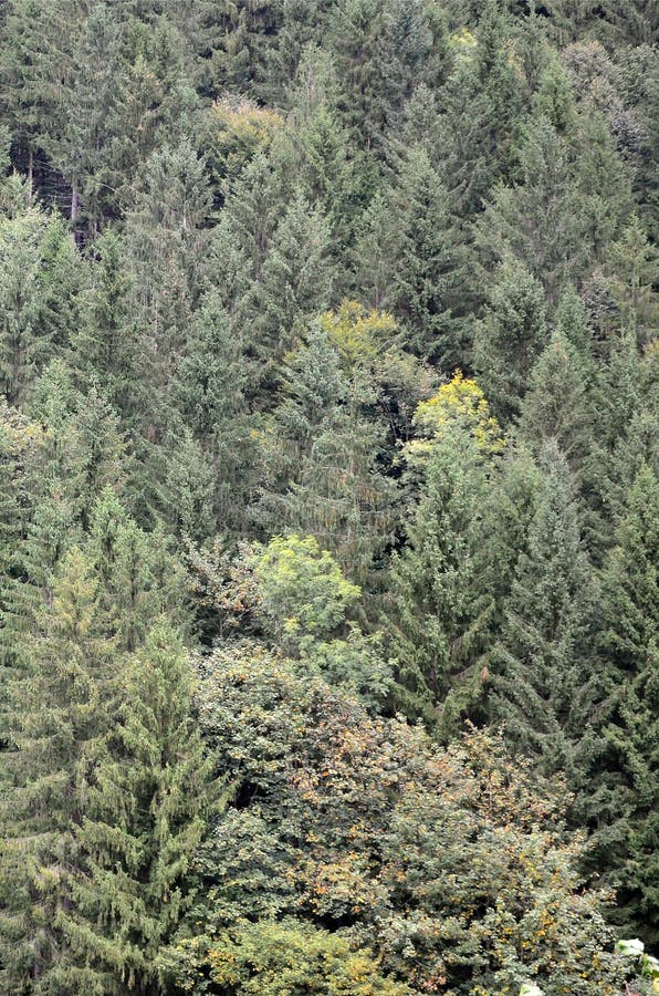 Set of Coniferous Trees Close-up. Texture of Forest Vegetation Stock ...