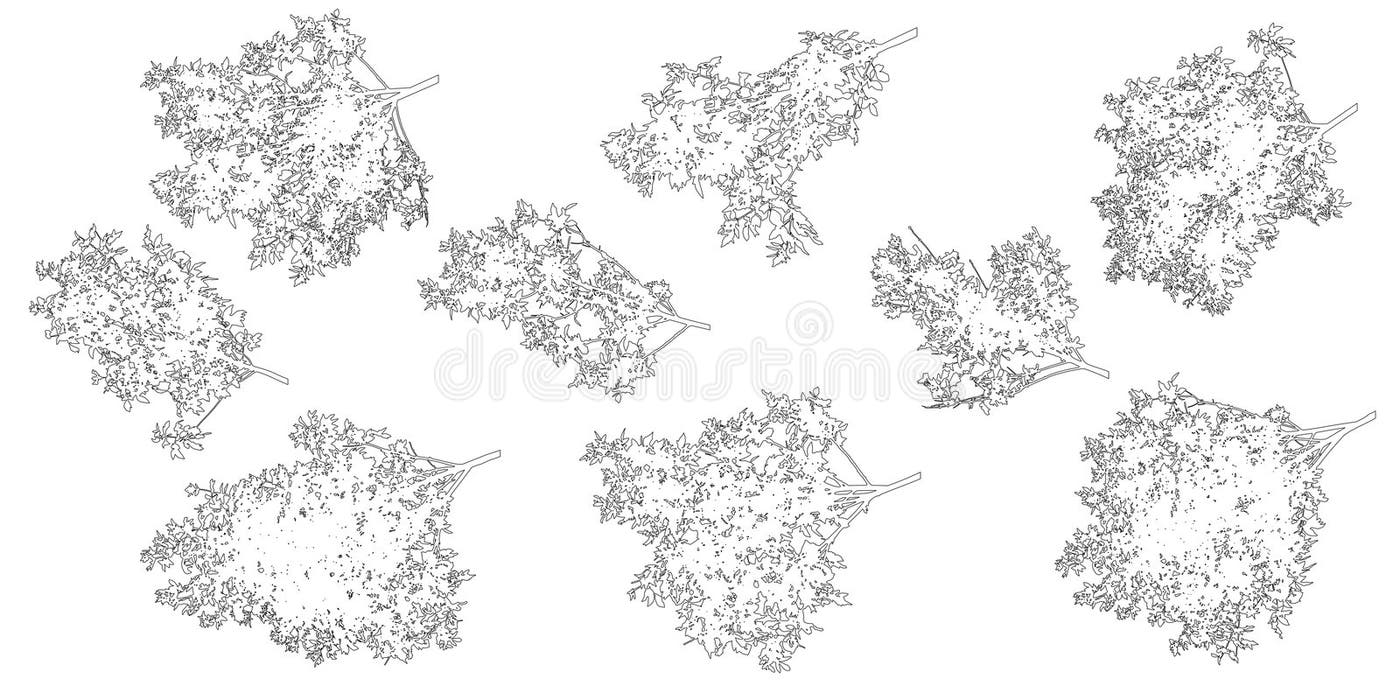 Ash Tree Leaf Outline Stock Illustrations – 899 Ash Tree Leaf Outline ...