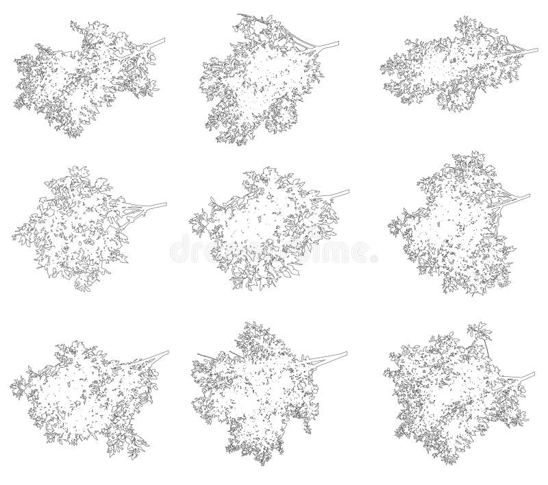 Set of Contour Branches Deciduous Ash Tree for Architecture and ...