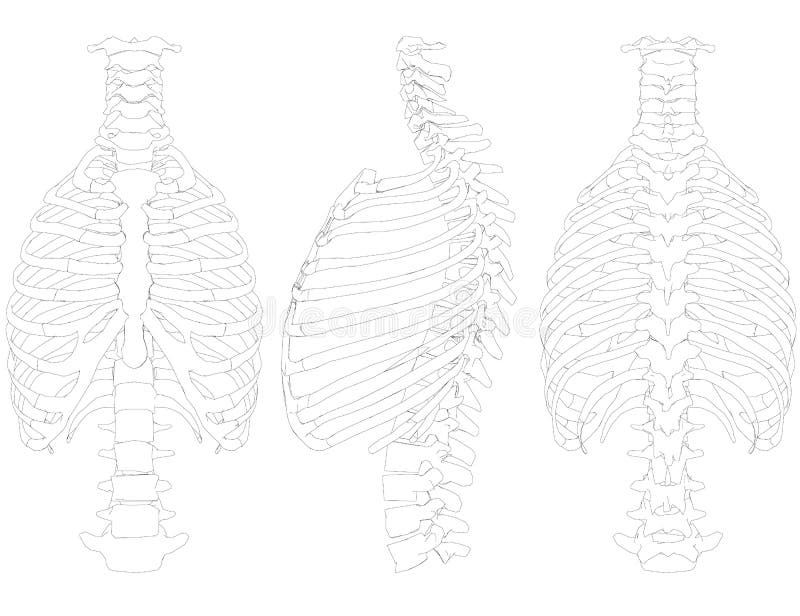 Human Body Outline Front Side Back Stock Illustrations – 226 Human Body ...