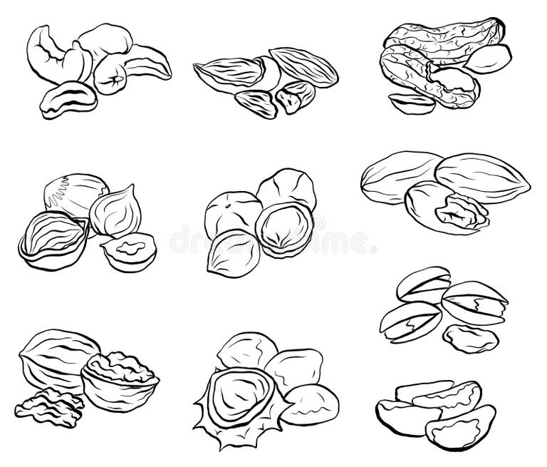 Nuts Line Drawings Stock Illustrations – 43 Nuts Line Drawings Stock ...
