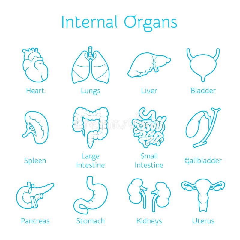 Blue Infographic Icon Set with Internal Organs Stock Vector ...