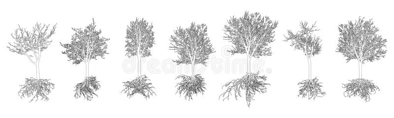 Set of Contour Trees with Roots. Beautiful Deciduous Bare Trees Stock ...