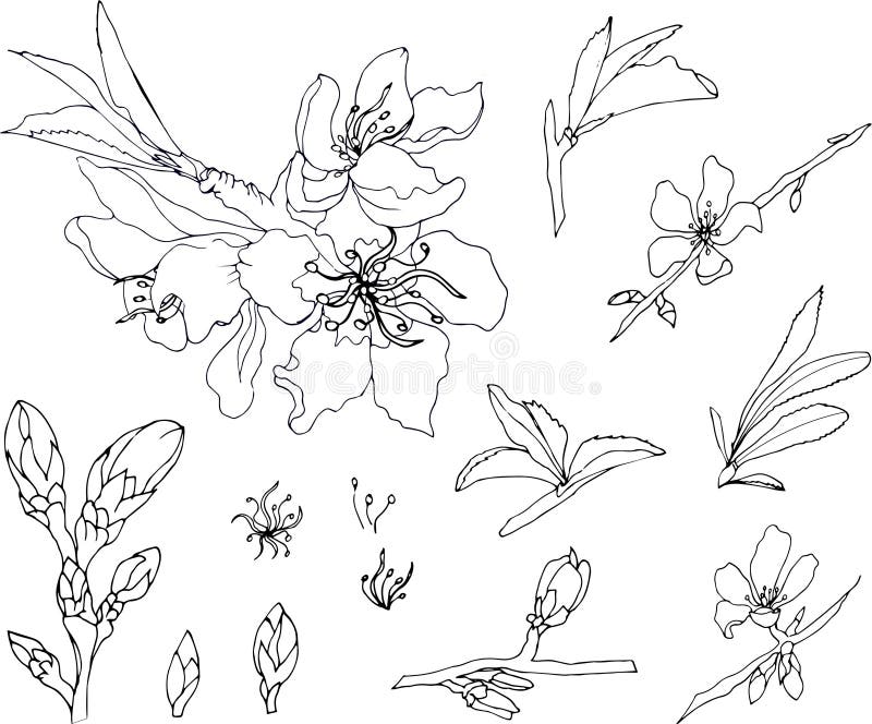 Set of Contour Vector Flowers Drawn by Ink. Contour Clipart for Use in ...