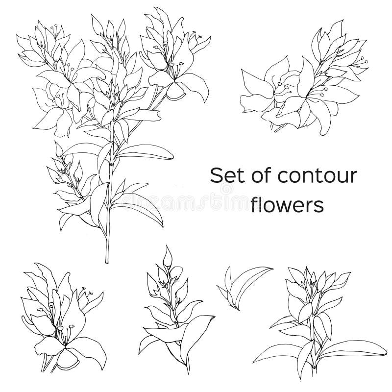 Set of Contour Vector Flowers Drawn by Ink. Contour Clipart for Use in ...