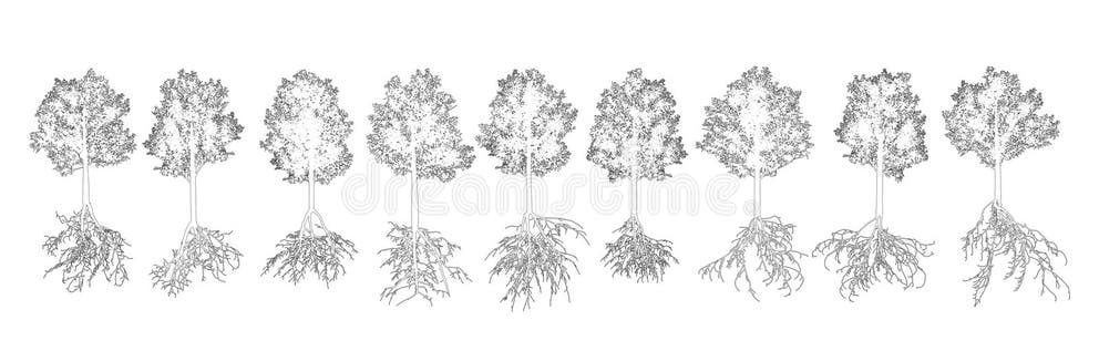 Set of Contours Deciduous Trees with Root Systems. Vector Illustration ...