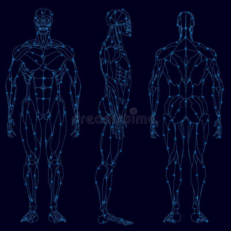 Male Muscular Anatomy Side View Stock Illustrations – 224 Male Muscular ...