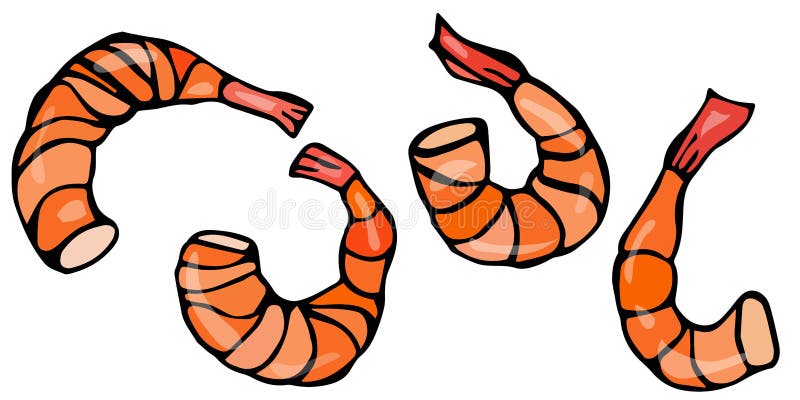 Set of Cooked Shrimps. Vector Seafood Prawn Realistic Illustration ...