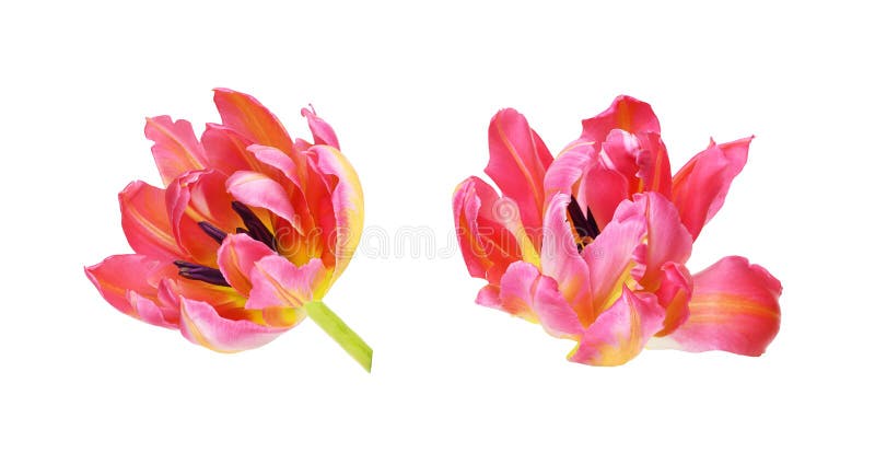 Set of Coral and Yellow Tulip Flowers Isolated Stock Photo - Image of ...