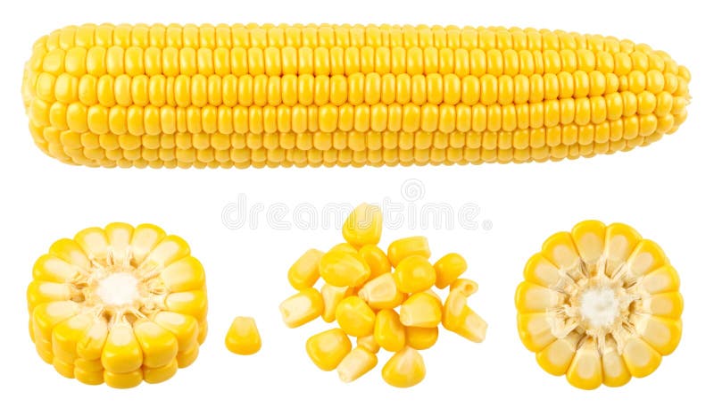 Set of Corn Cob Kernels and Cross Section Isolated on Transparent ...