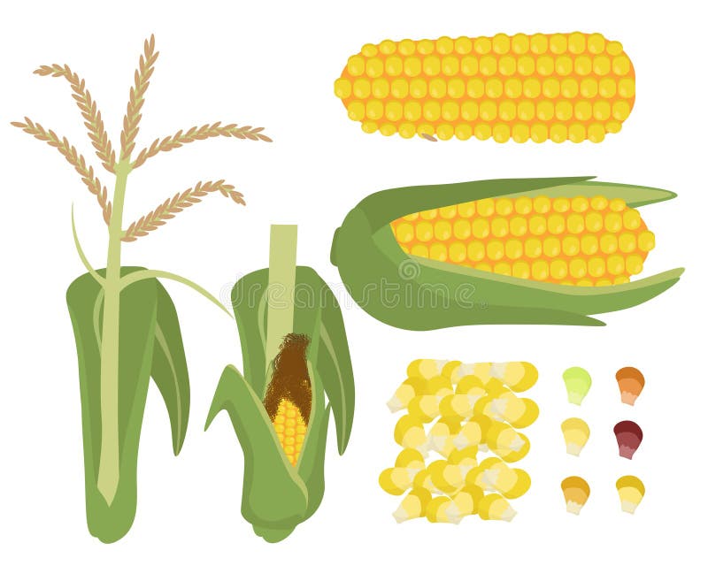 Set of Corn Plant Elements, Corn Cobs, Plant Parts and Grains for ...