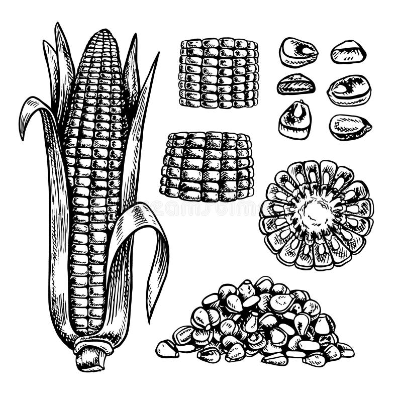 A Set with Corn. Sliced and Whole Corn Cobs and Grains. Vector Graphics ...