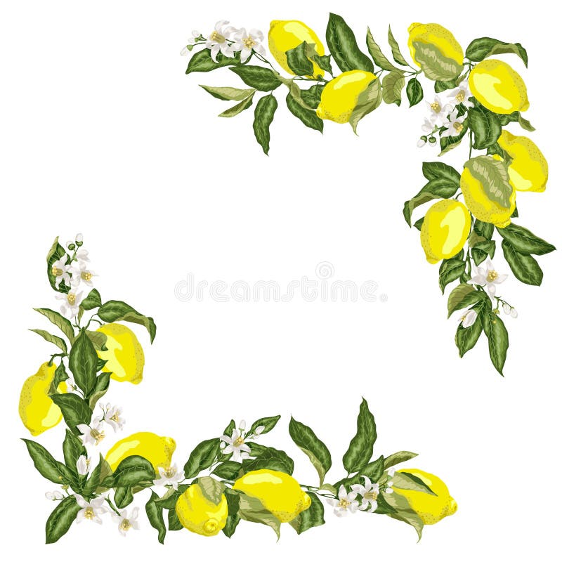 Set of Corner Square Frame Template with Citrus Lemon Flower and Stock ...