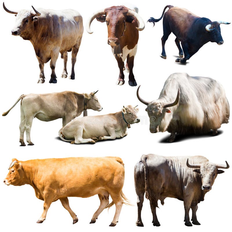 Collection of Cows Isolated on White Background Stock Photo - Image of ...