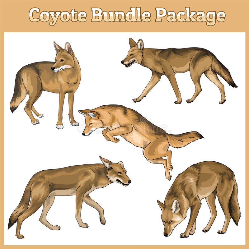 Coyote Vector Illustration Bundle Stock Vector - Illustration of system ...