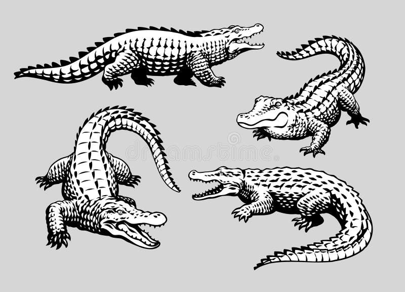 Set of Crocodile Hand Drawn Stock Vector - Illustration of mascot, fang ...