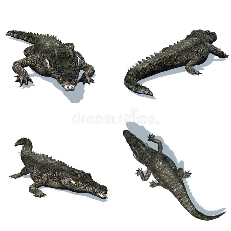 Crocodile Shadow Stock Illustrations – 464 Crocodile Shadow Stock ...