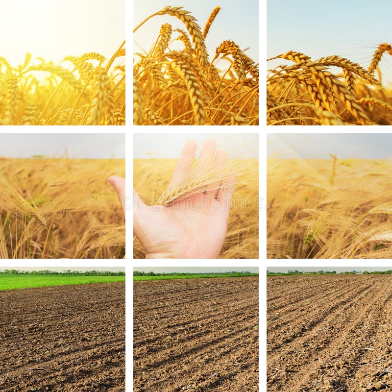 Set with Crop in Fields. Different Seasons of the Year Stock Photo ...