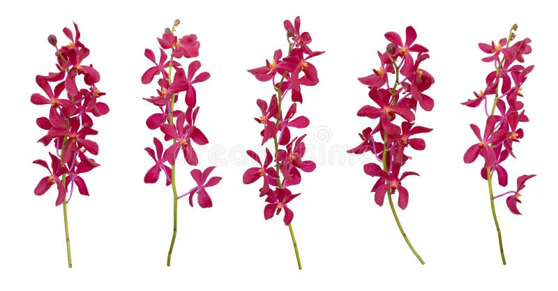 Set of Cut Out Red Mokara Orchids Stem Isolated on White Background ...