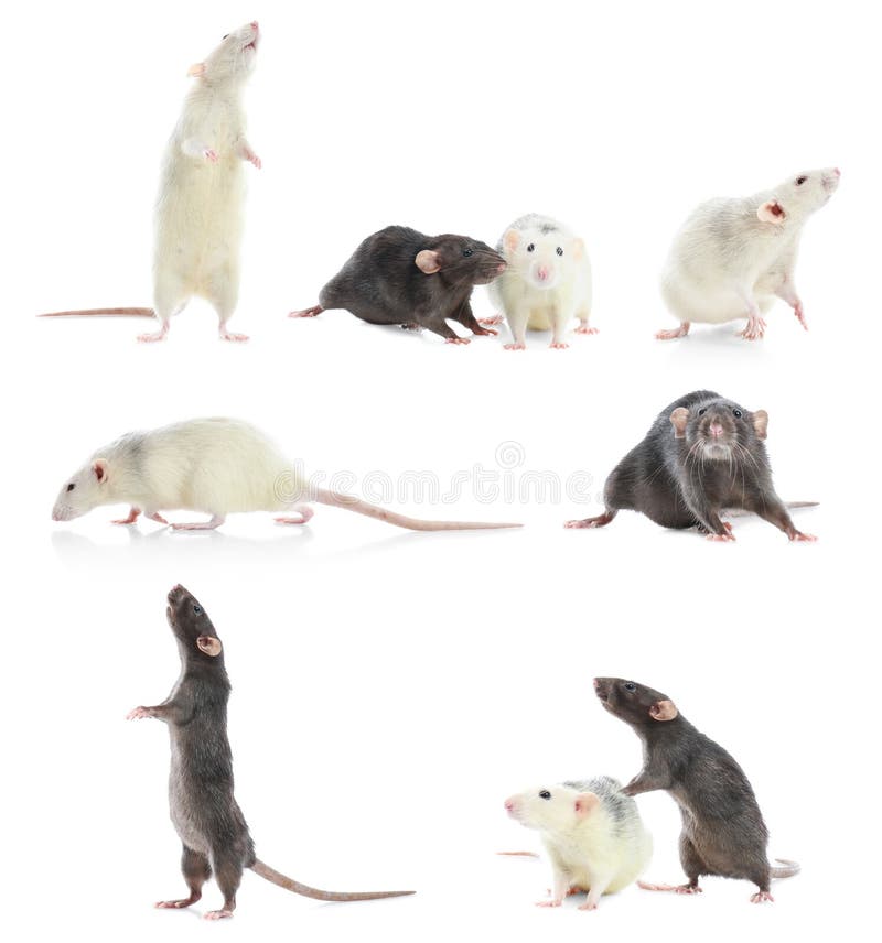 Black Rat Isolated Collage Stock Photos - Free & Royalty-Free Stock ...