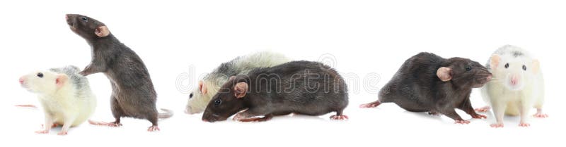 Set of Cute Little Rats on Background. Banner Design Stock Image ...