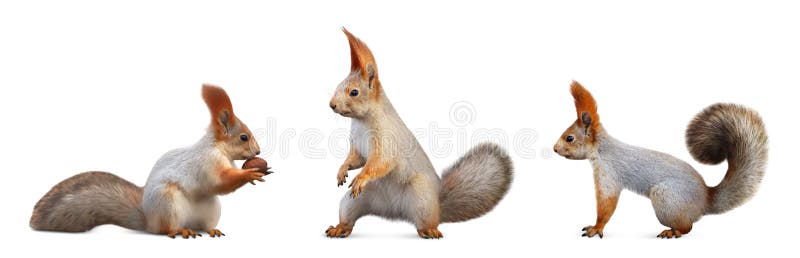 Squirrels Banner Stock Photos - Free & Royalty-Free Stock Photos from ...