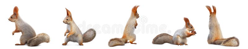 Squirrels Banner Stock Photos - Free & Royalty-Free Stock Photos from ...
