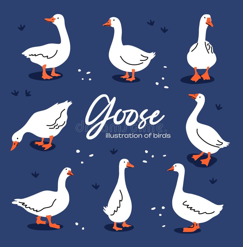 Set of Cute White Cartoon Style Geese. Vector Goose Illustration Stock ...
