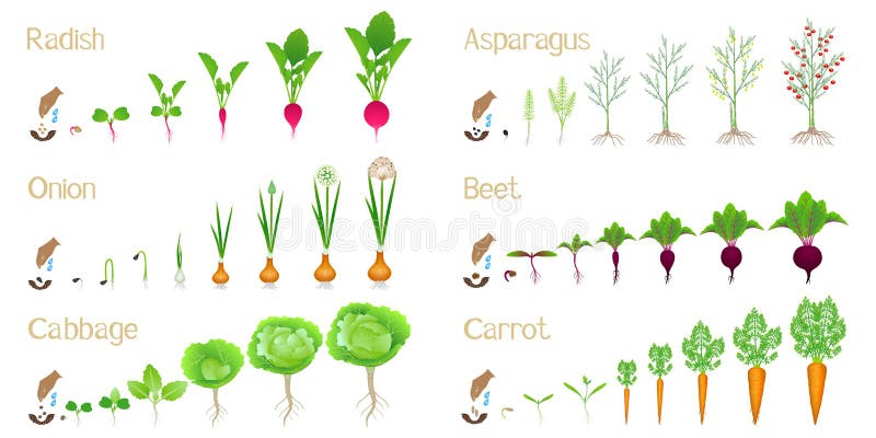Set of Cycles of Growth of Vegetables on a White Background. Stock ...