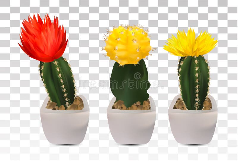 Set 3d Realistic Cactus with Yellow, Red Flower. Decorative Cactus ...