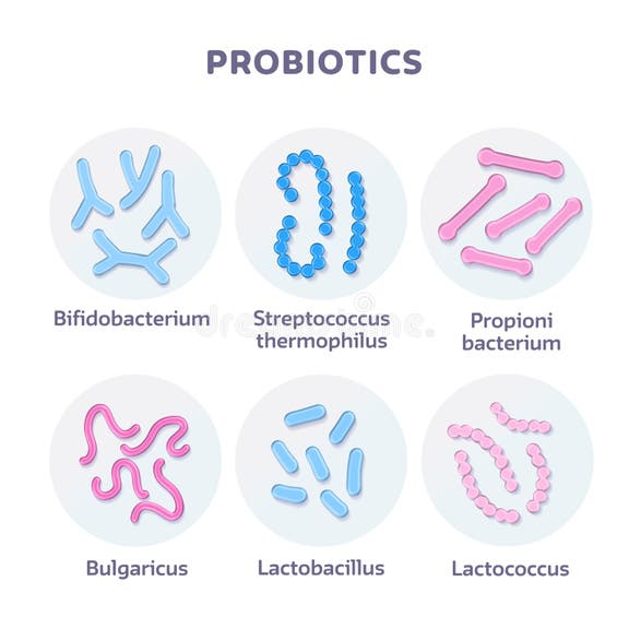Set of 3d Render Probiotic Bacteria Bulgaricus, Lactobacillus ...