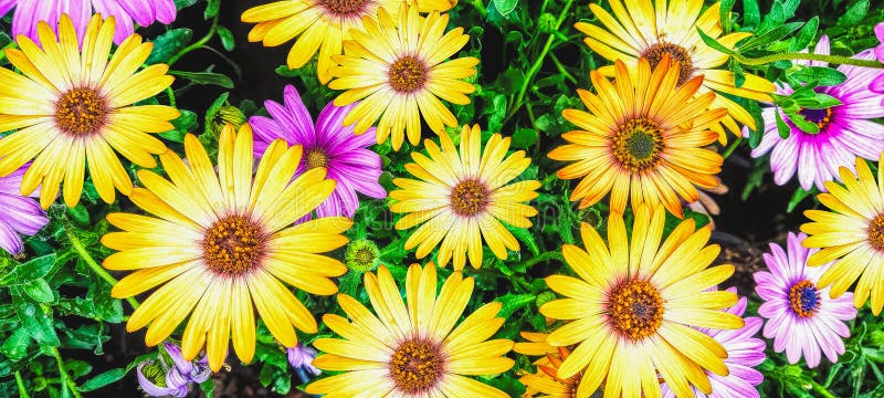 Set of daisy flowers stock photo. Image of blossom, design - 308382446