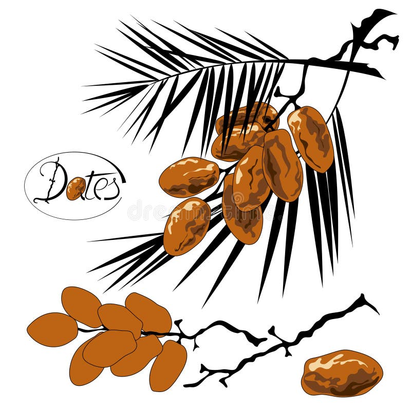 Set of Dates, Black Palm Leaves and Twigs, Oriental Sweets, Healthy ...