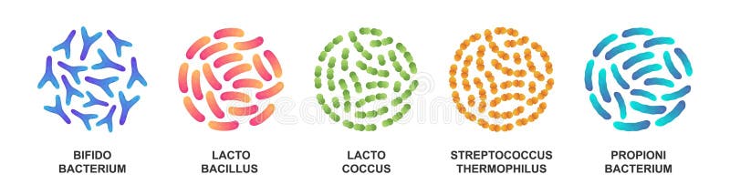 Set De Bacterii Probiotice. Bifidobacterium Lactobacillus Lactococcus ...