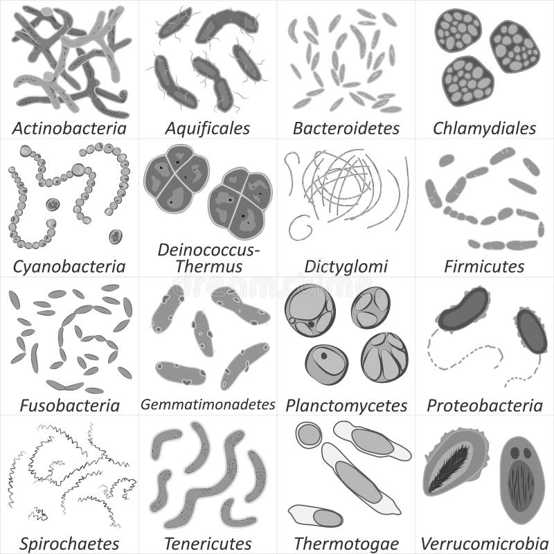 Set De Diferite Tipuri De Bacterii Cu Imagine Vectorială Alb-negru ...