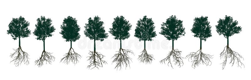 Set of Deciduous Trees with Root Systems. Vector Illustration Stock ...