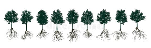 Set of Deciduous Trees with Root Systems. Vector Illustration Stock ...