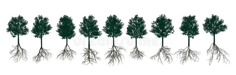 Set of Deciduous Trees with Root Systems. Vector Illustration Stock ...